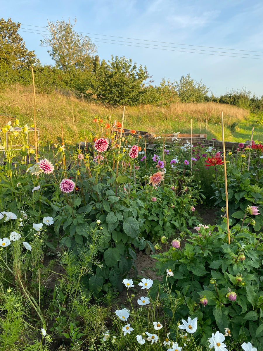 September musings – sara_sayer